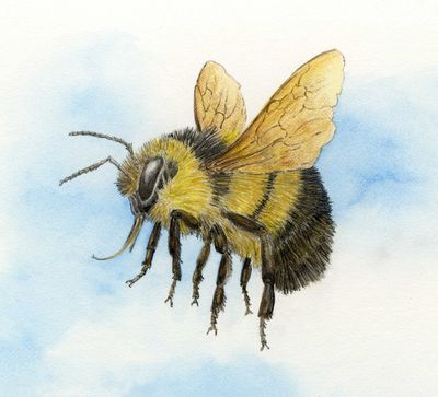 Rusty Patched Bumble Bee - Animals Affected by Climate Change