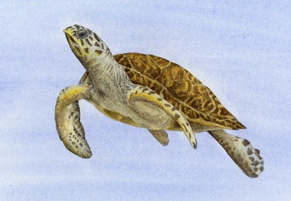 Hawksbill Sea Turtle - Animals Affected by Climate Change