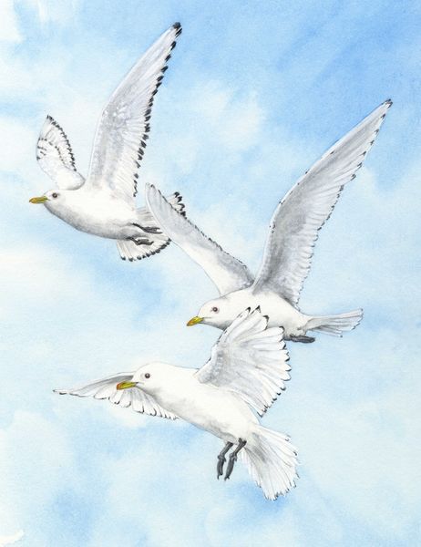 Ivory Gull - Animals Affected by Climate Change