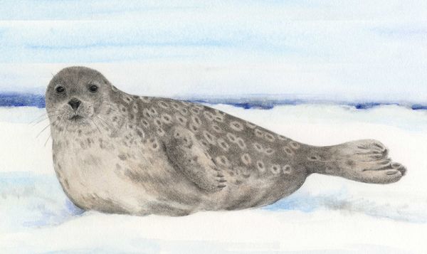 Ringed Seal - Animals Affected by Climate Change