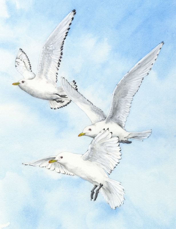 Ivory Gull - Animals Affected by Climate Change