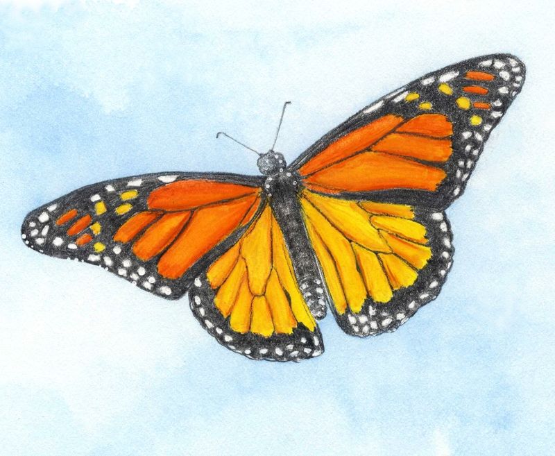 Monarch Butterfly - Animals Affected by Climate Change