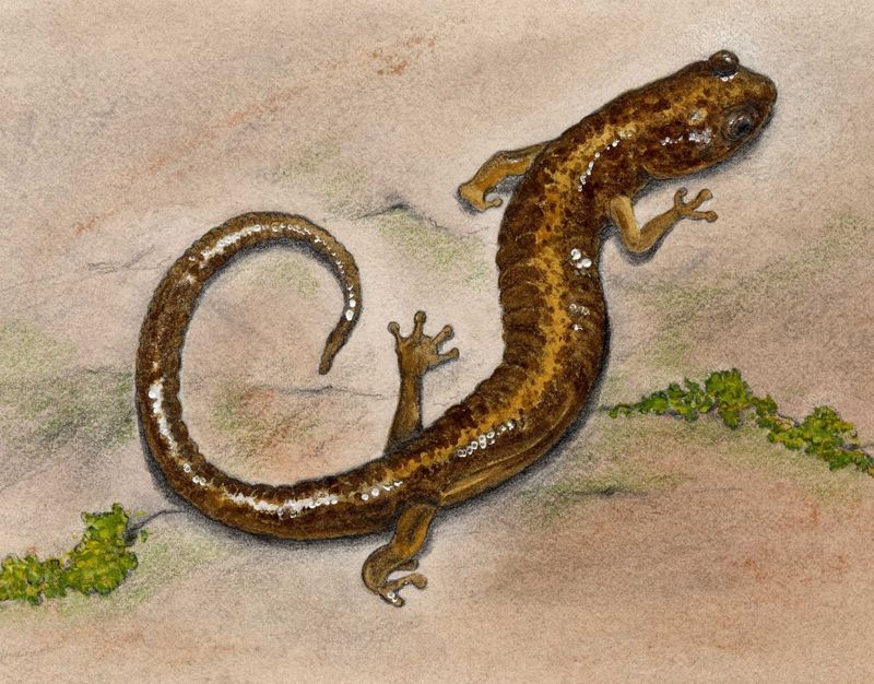 Shenandoah Salamander - Animals Affected by Climate Change